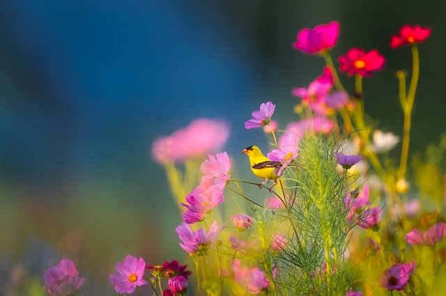 6 Best Bird Watching Books - Bird Watching Guides | Daily Birder