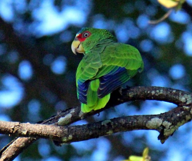 What Is a Lifer Bird? - Daily Birder