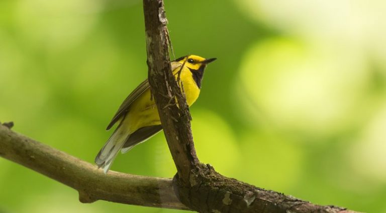 What Is a Lifer Bird? - Daily Birder