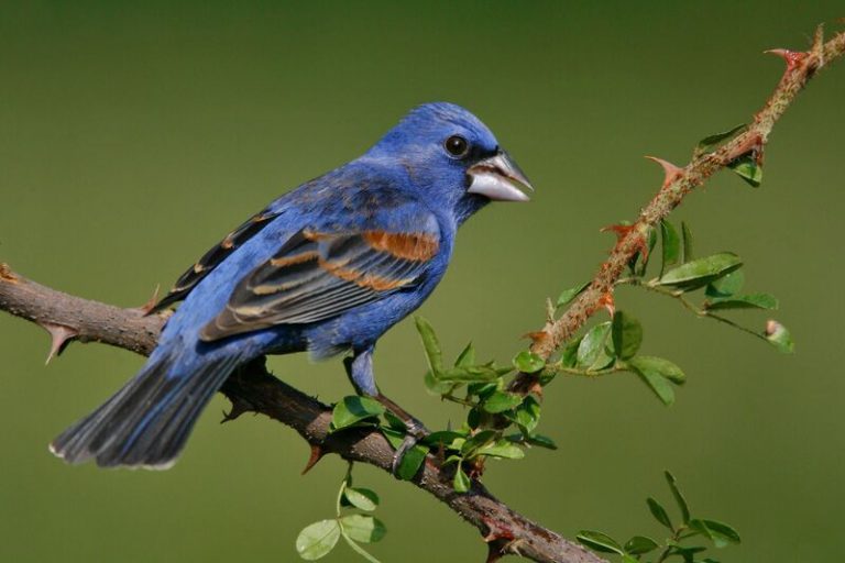 The Mythical Blue Cardinal - Daily Birder