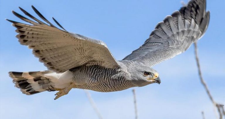 Hawks In Texas (12 Species With Pictures) - Daily Birder