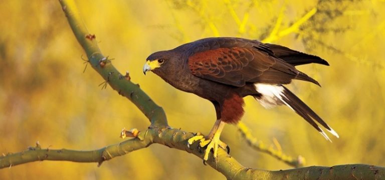 Hawks In Texas (12 Species With Pictures) - Daily Birder