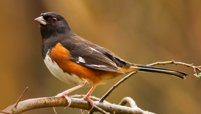 What Birds Have Red Eyes? (13 Species Pictured) - Daily Birder