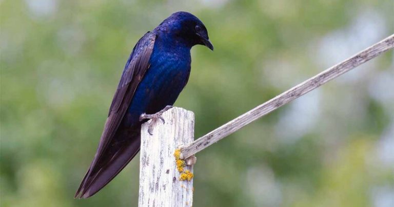 The Purple Martin Nest: Purple Martin Nesting Habits - Daily Birder
