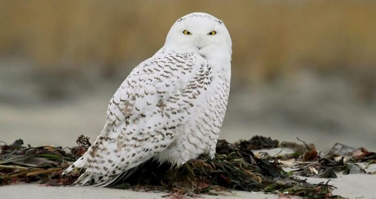 Owls In Indiana (8 Species Pictured) - Daily Birder