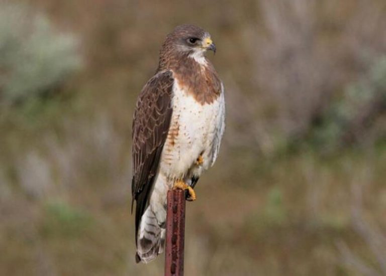 Hawks in Ohio (9 Species Pictured) | Daily Birder