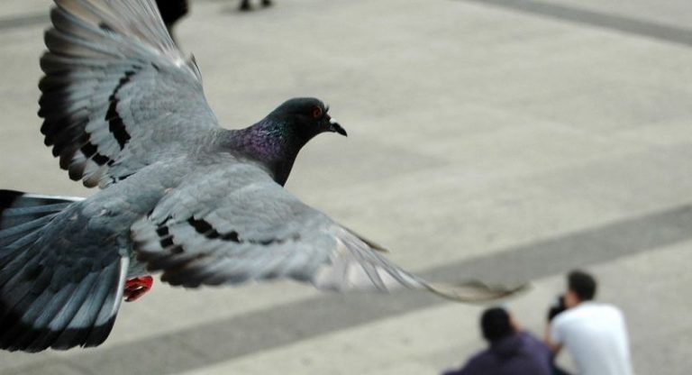 The Pigeon Nest: Pigeon Nesting Habits And Behaviors - Daily Birder