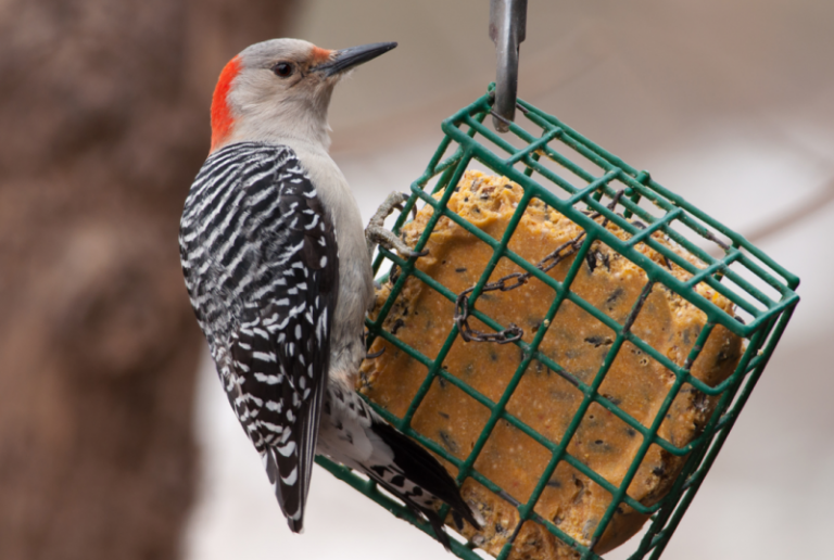 What Do Woodpeckers Eat? - Daily Birder