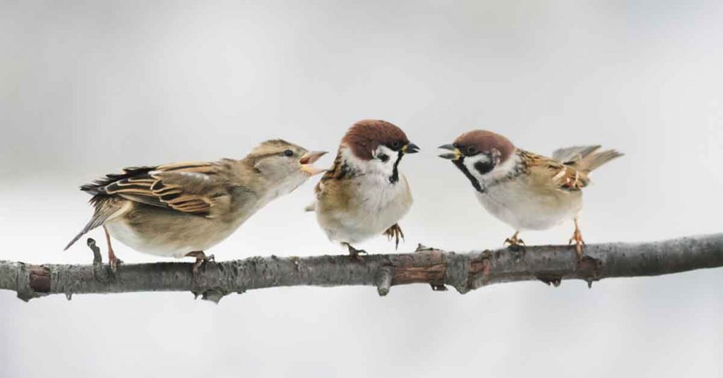 Identifying House Sparrow Eggs - Daily Birder
