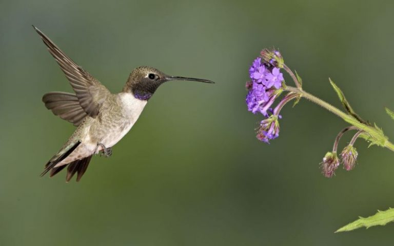Hummingbirds in Colorado (10 Species Pictured) - Daily Birder