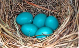 The Bluebird Nest: Eastern Bluebird Nesting & Mating Habits - Daily Birder