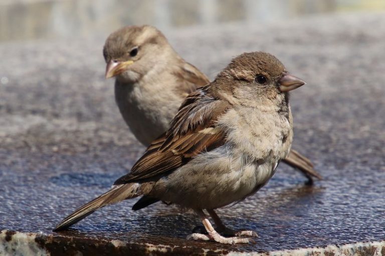 Identifying House Sparrow Eggs - Daily Birder Identifying House Sparrow Eggs - Daily Birder