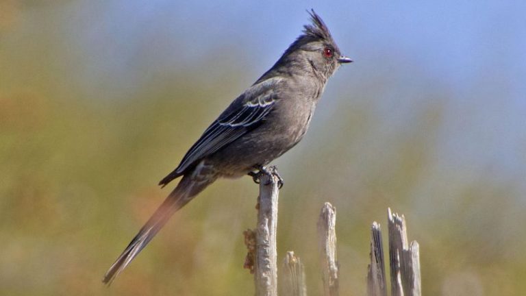 What Birds Have Red Eyes? (13 Species Pictured) - Daily Birder