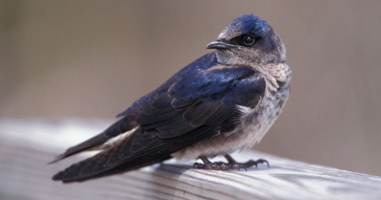 The Purple Martin Nest: Purple Martin Nesting Habits - Daily Birder