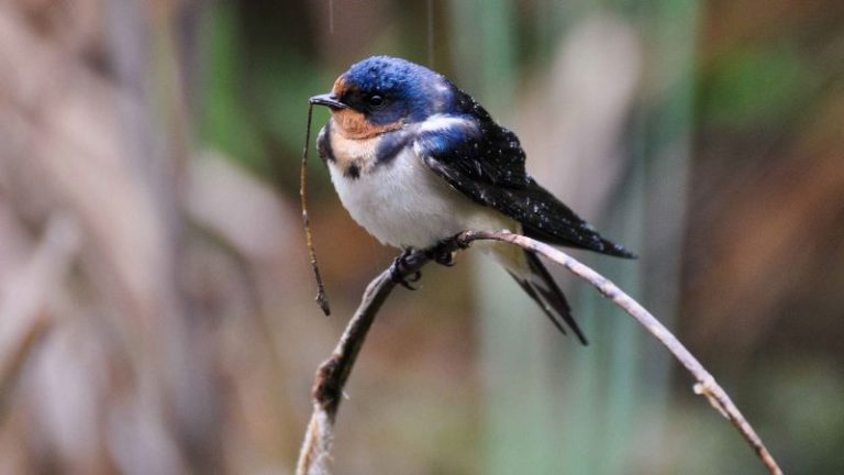 The Barn Swallows Nest: Nesting Habits Of The Swallows - Daily Birder