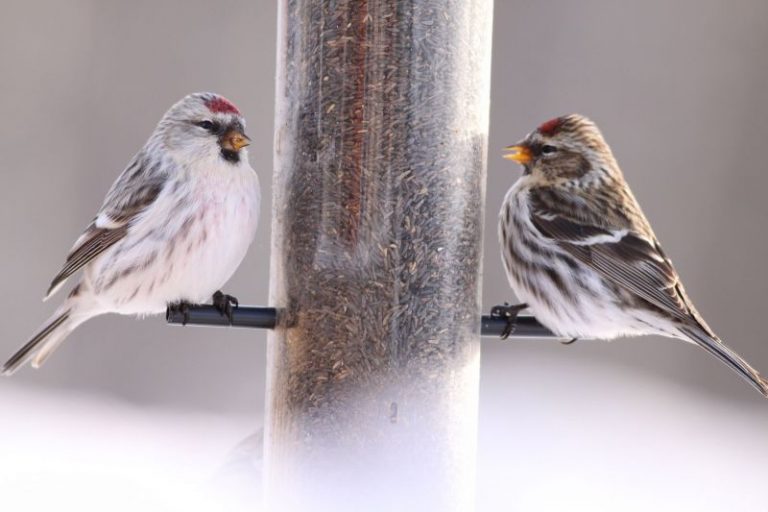 Finches In Ohio (8 Species Pictured) - Daily Birder