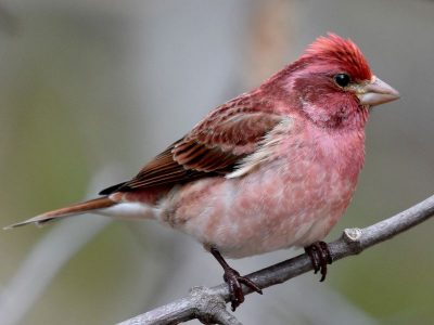 Finches In Ohio (8 Species Pictured) - Daily Birder