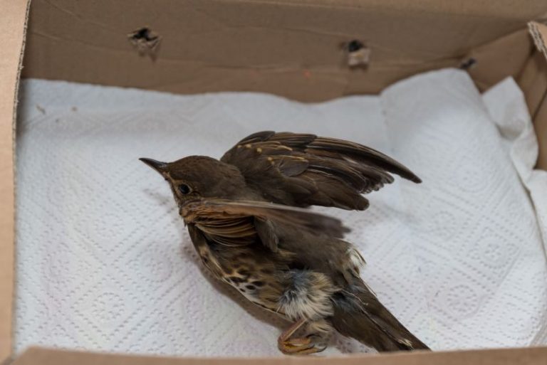 What To Do With An Injured Bird - Daily Birder