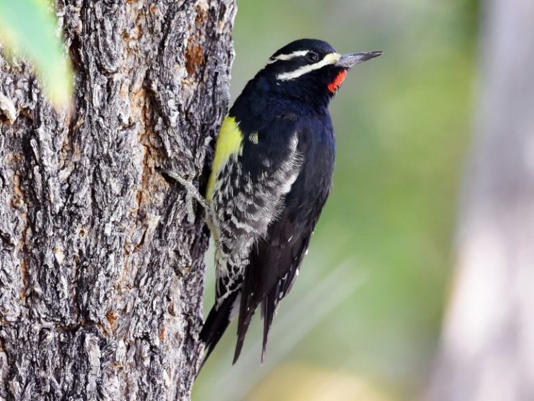 Woodpeckers In Minnesota (11 Species Pictured) - Daily Birder